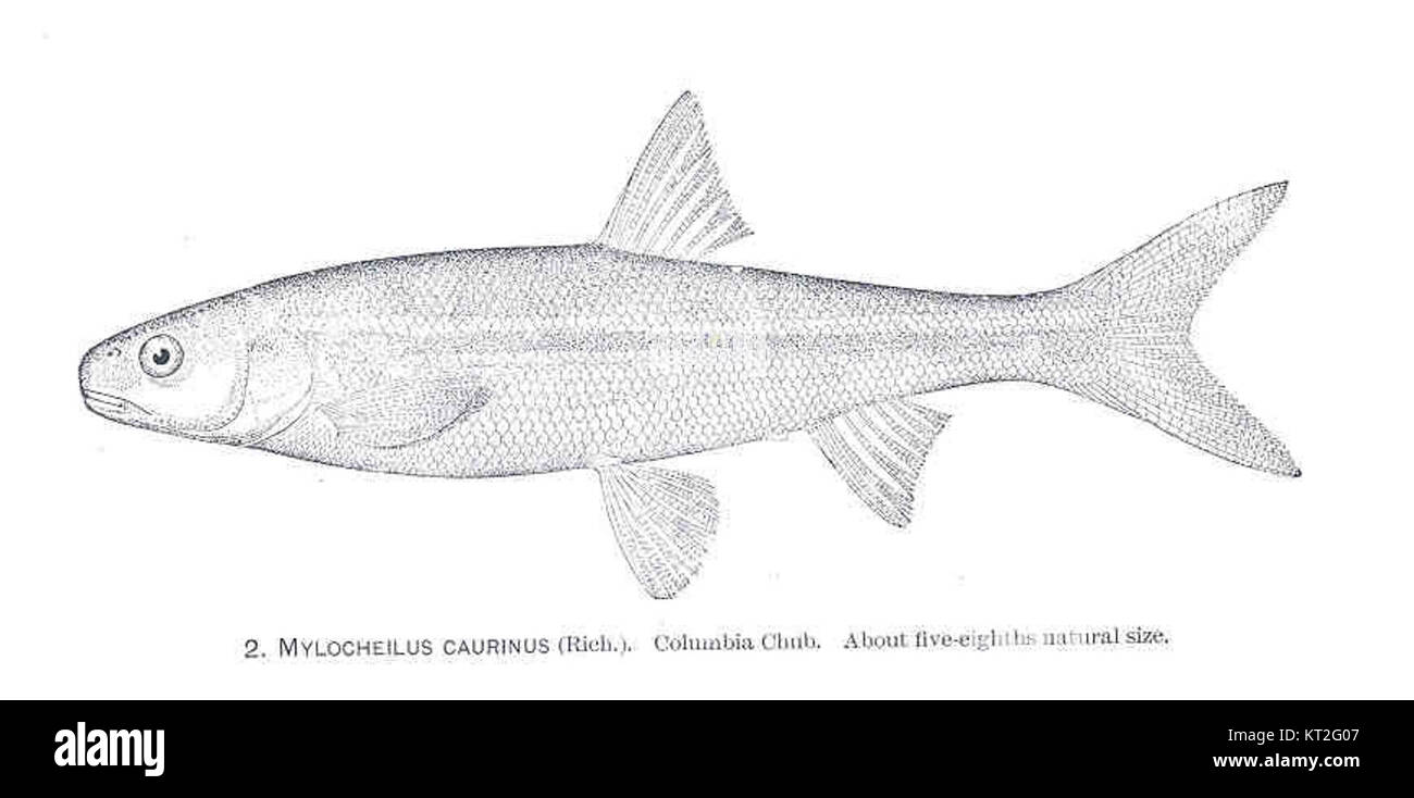 A specimen of Mylocheilus caurinus, commonly known as the Columbia chub ...