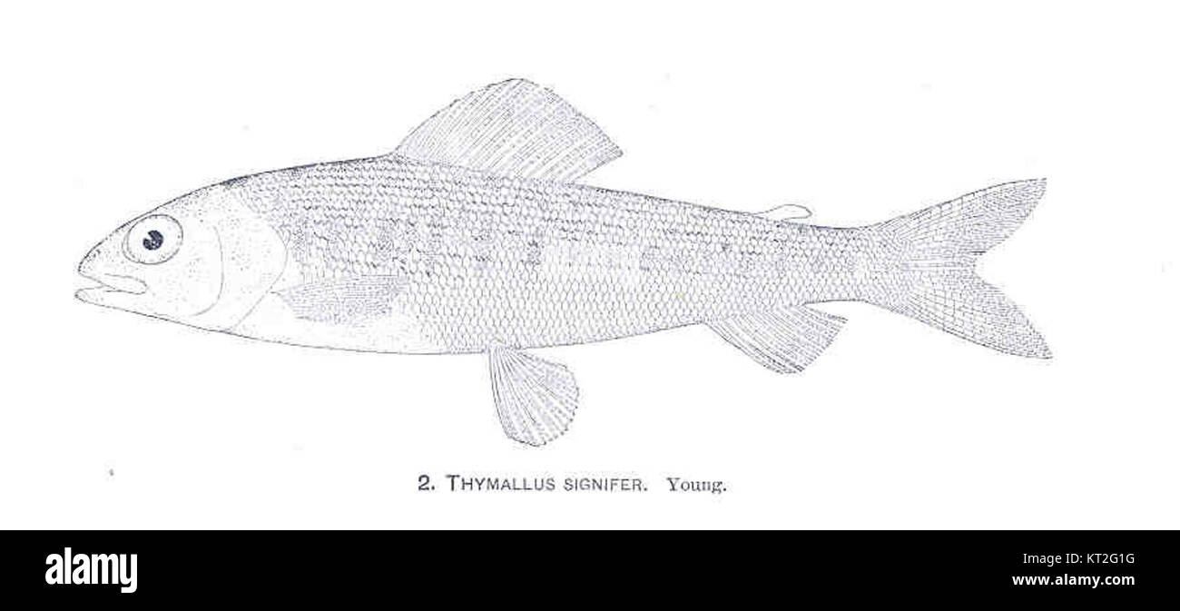 Thymallus signifer is a species of fish in the genus Thymallus, known ...