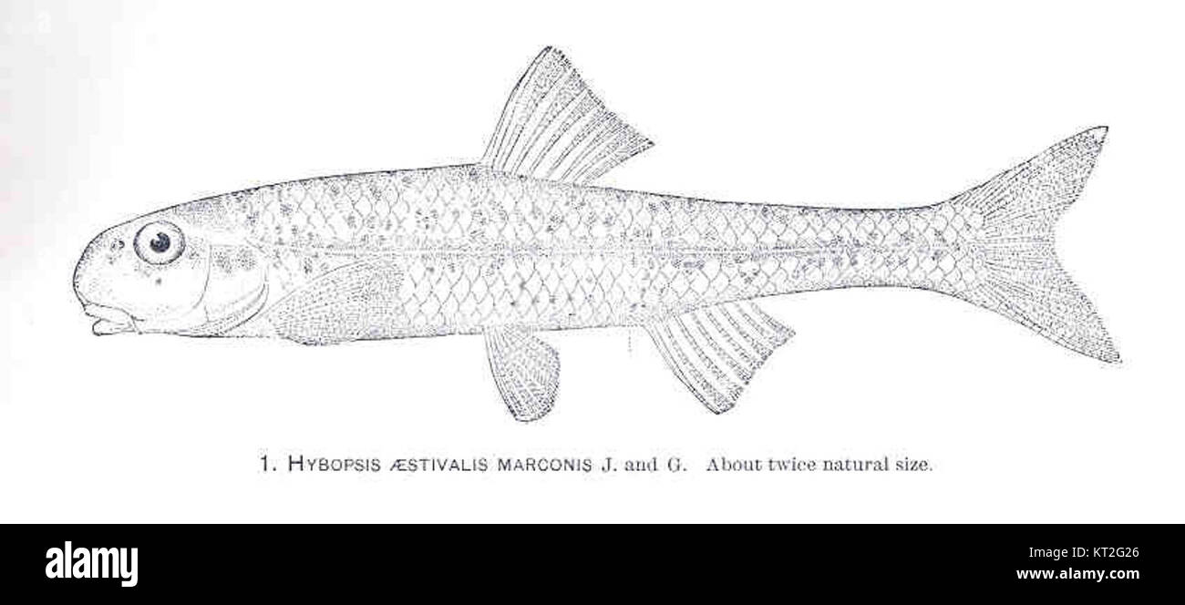 Hybopsis aestivalis marconis, a subspecies of fish native to North ...