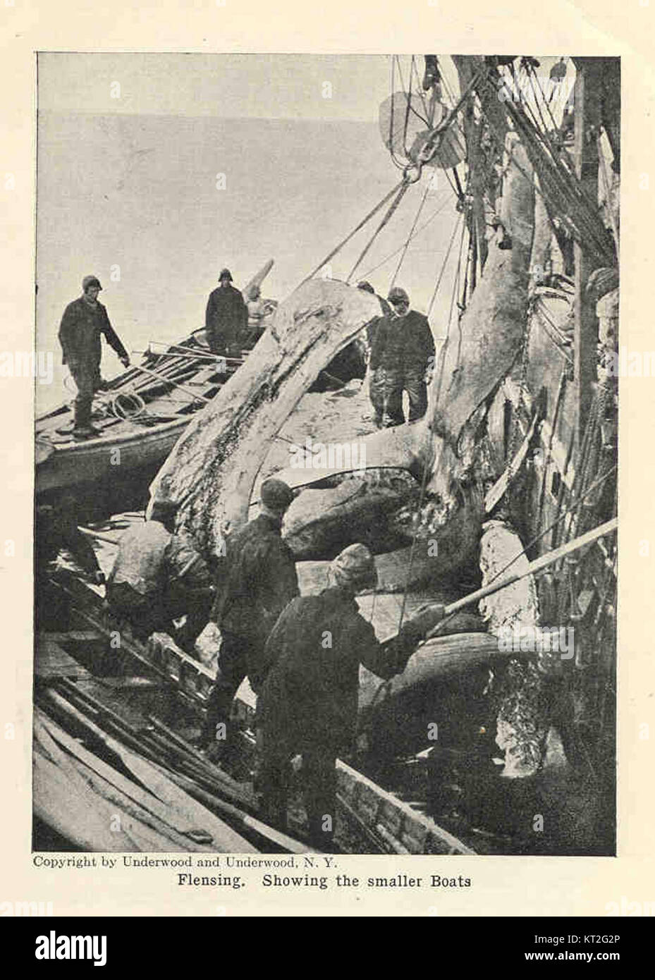 A historical image of flensing, the practice of processing whale ...