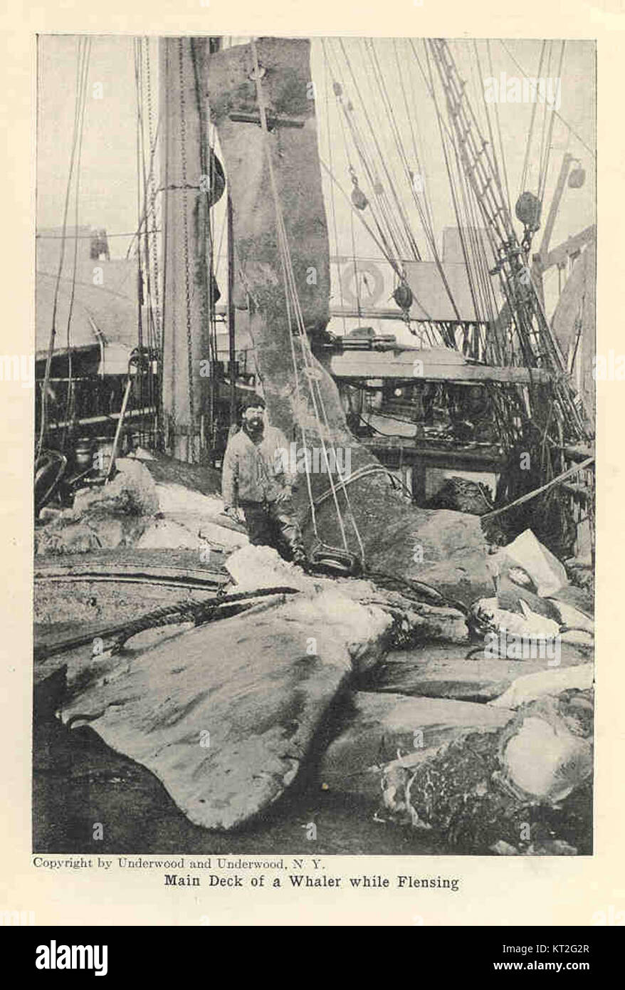 Flensing High Resolution Stock Photography and Images - Alamy