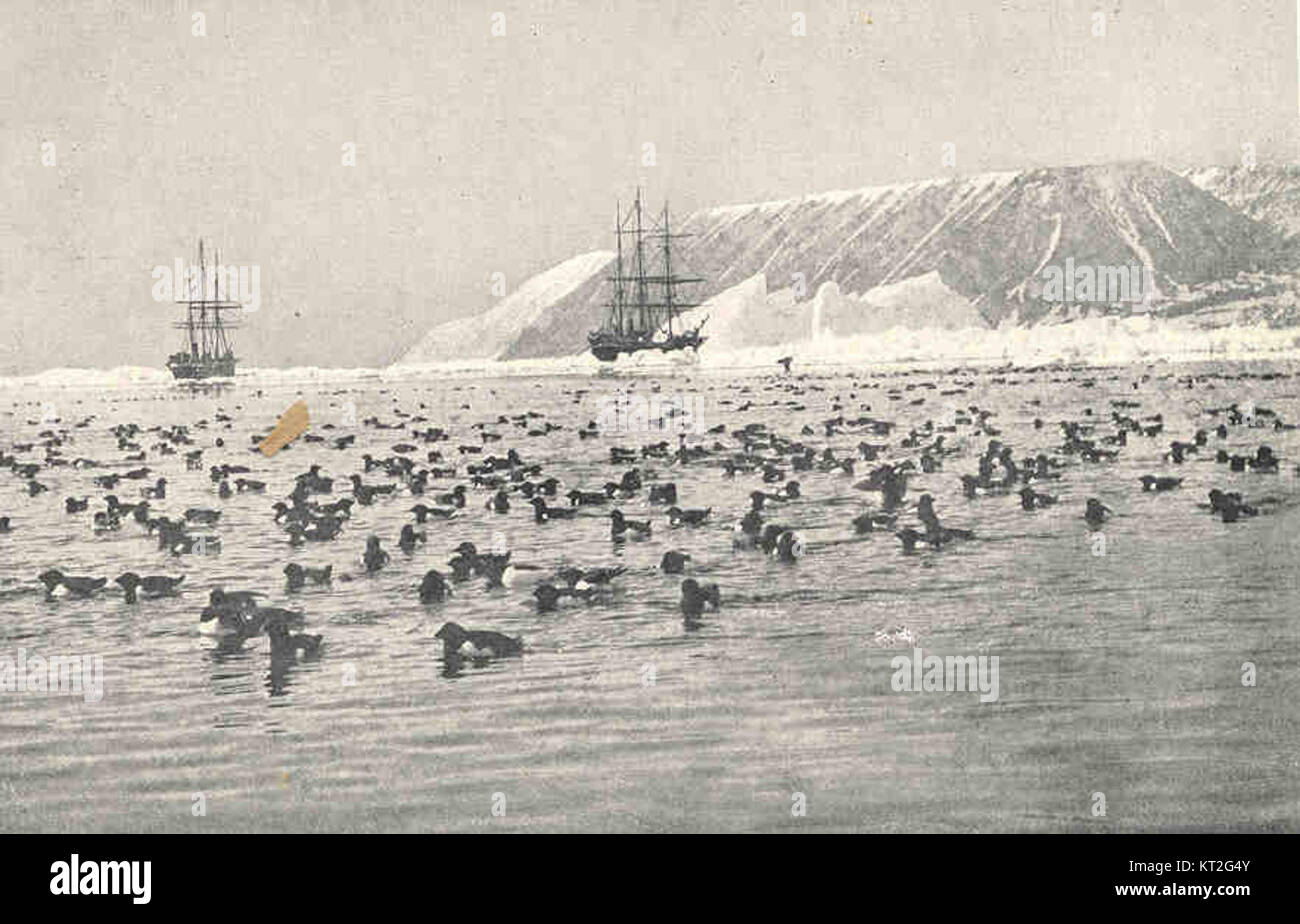 34406 Little Auk Stock Photo - Alamy