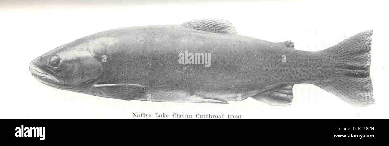 Cutthroat trout washington hi-res stock photography and images - Alamy