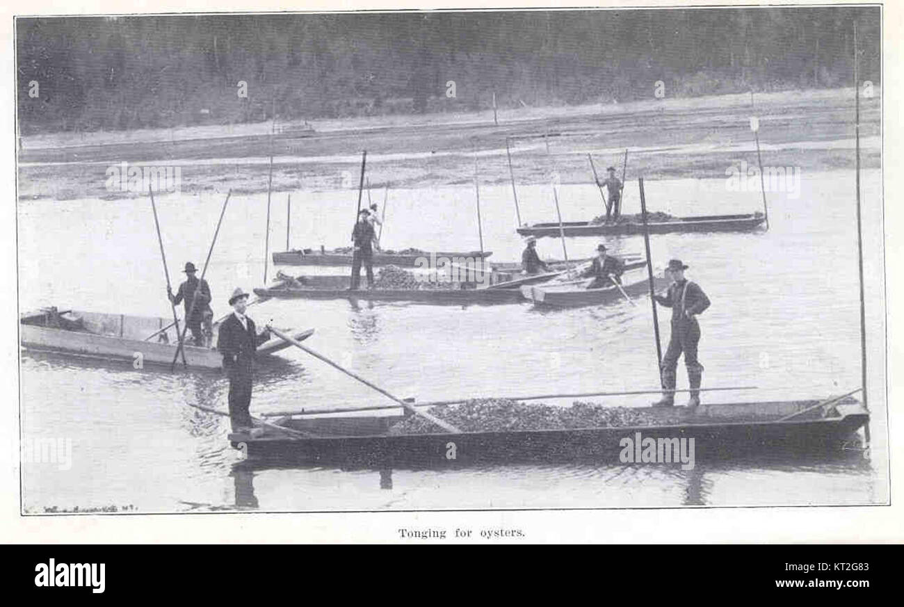 Tonging for oysters is a traditional method of harvesting oysters from ...