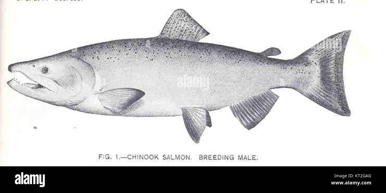 The Chinook salmon (Oncorhynchus tshawytscha) is a species native to ...