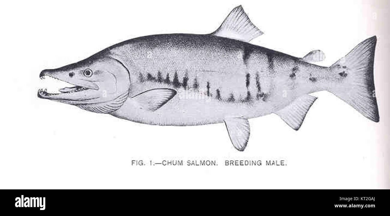 A close-up image of a male Chum Salmon during its breeding season ...