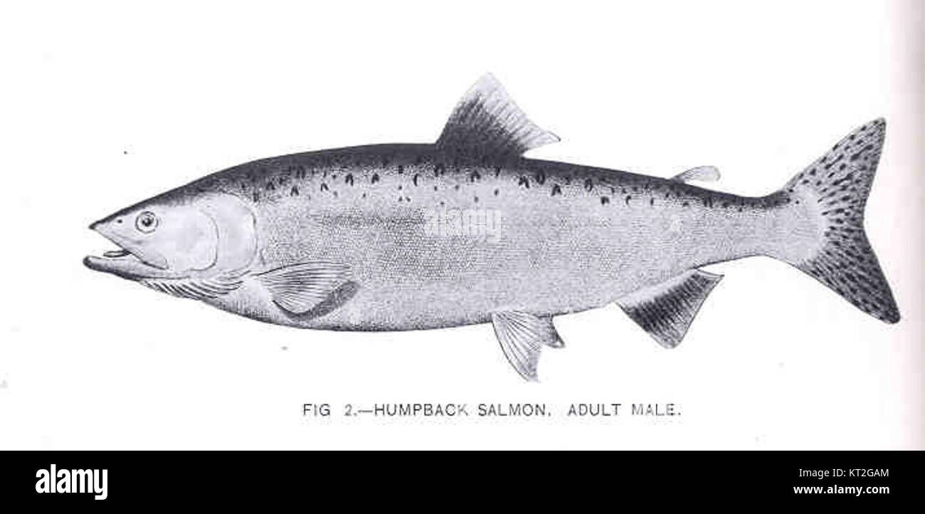 The Humpback Salmon Adult Male is a species of fish known for its ...