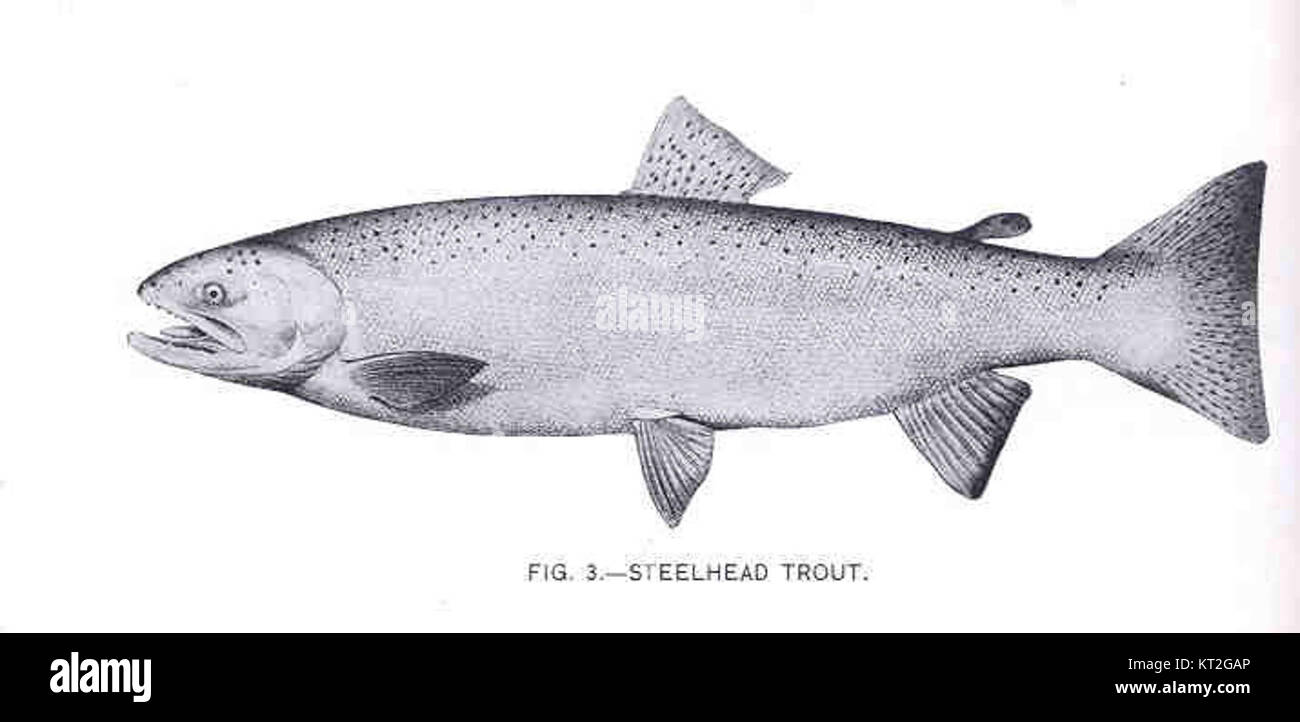 Anadromous species hi-res stock photography and images - Alamy