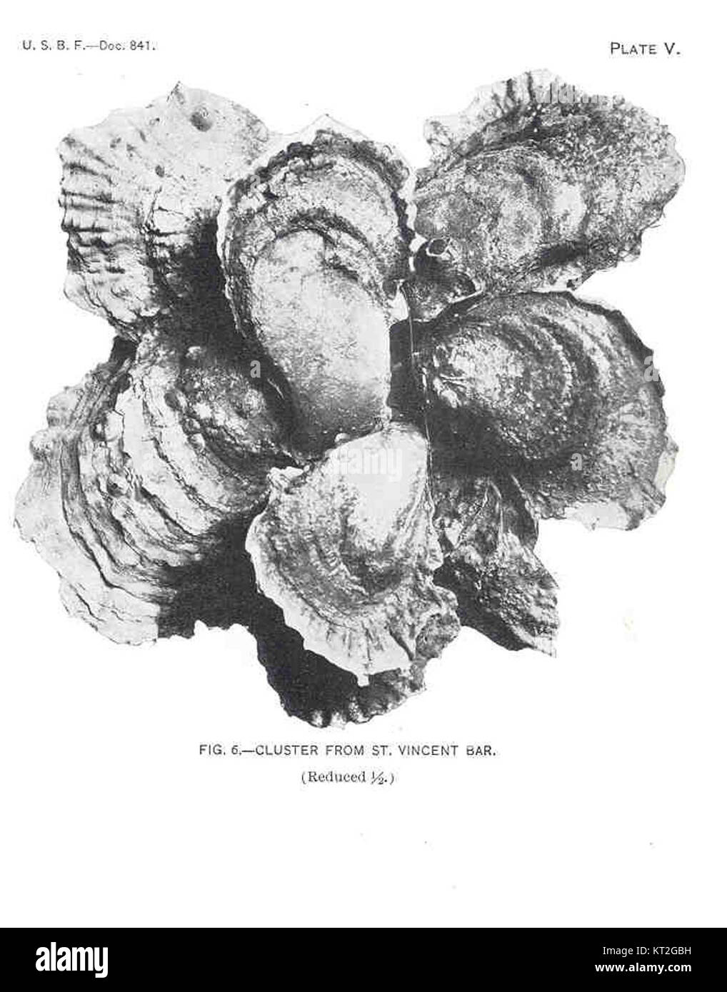The 34507 cluster from St. Vincent Bar is a reference to a specific ...