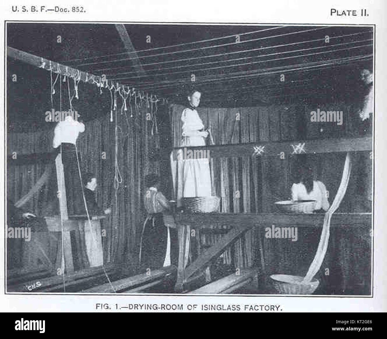 The drying room of an isinglass factory, a key element in the ...