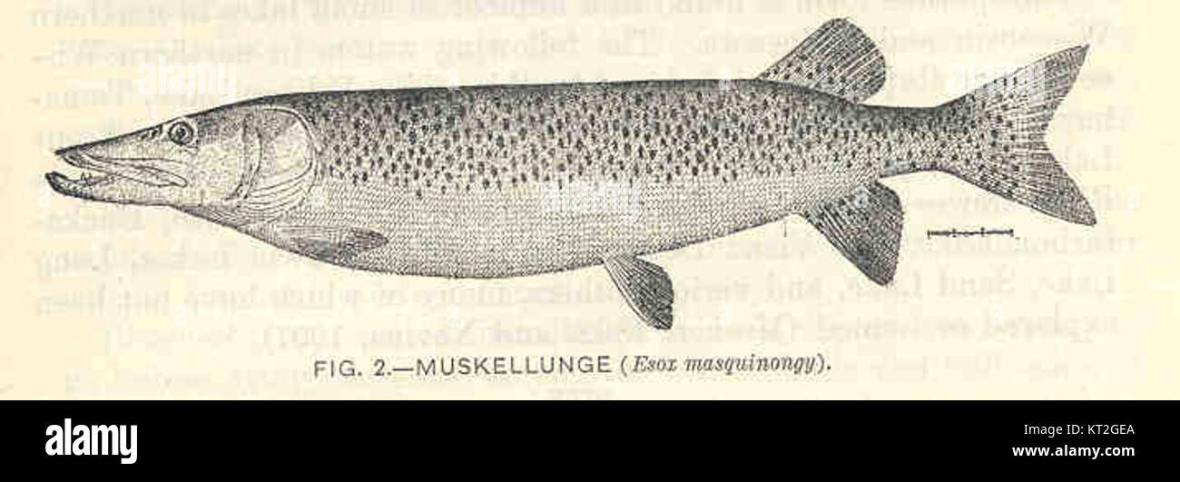 Muskellunge habitat hi-res stock photography and images - Alamy