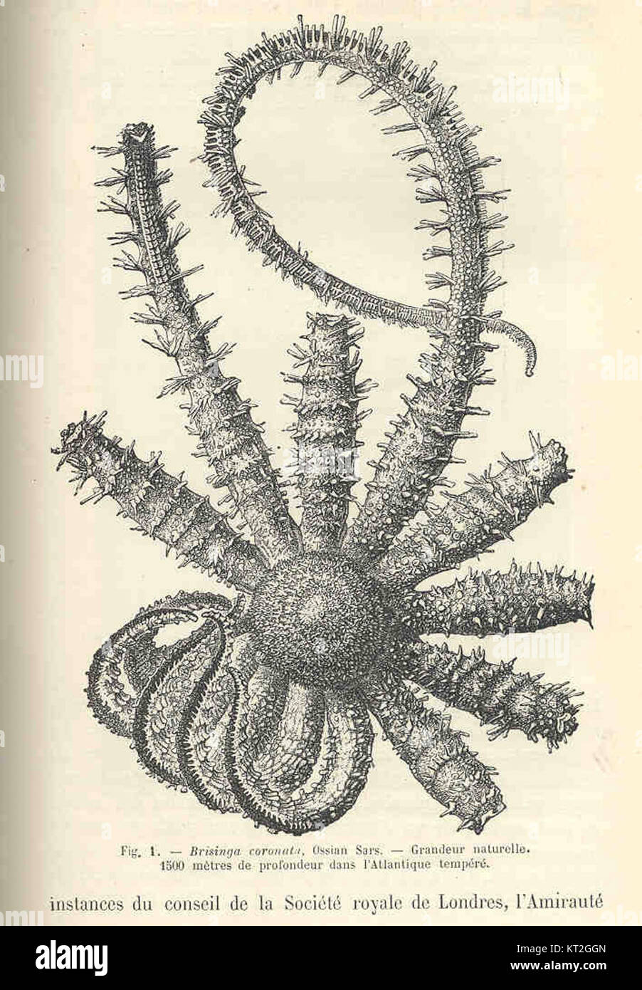 Brisinga cornati, an artwork by Ossian Sars, depicts the grandeur of ...