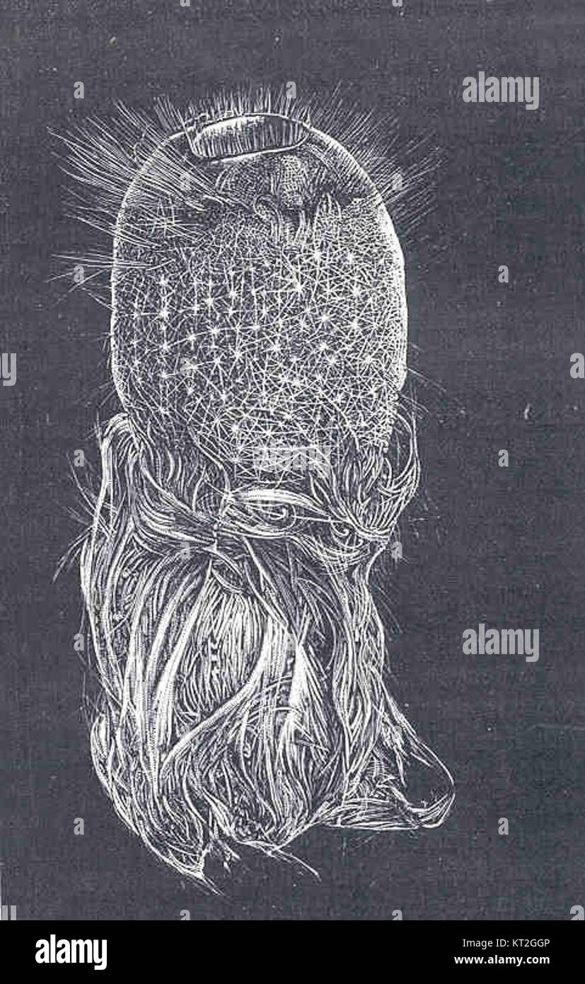 Pheronema carpenteri hi-res stock photography and images - Alamy