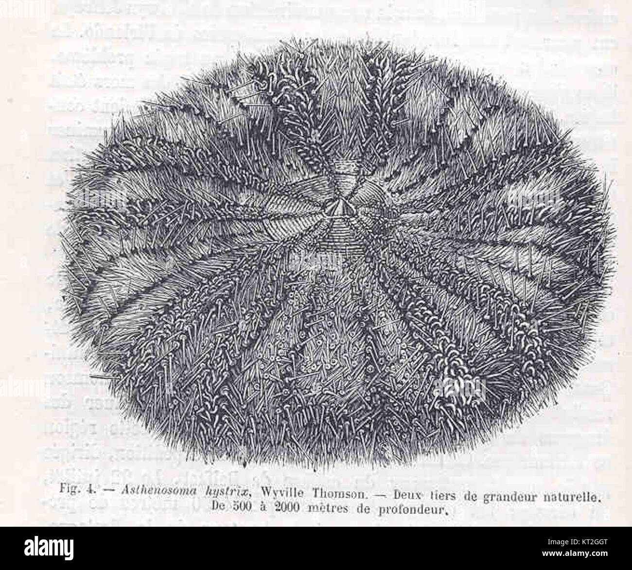 Echinoderm taxonomy hi-res stock photography and images - Alamy