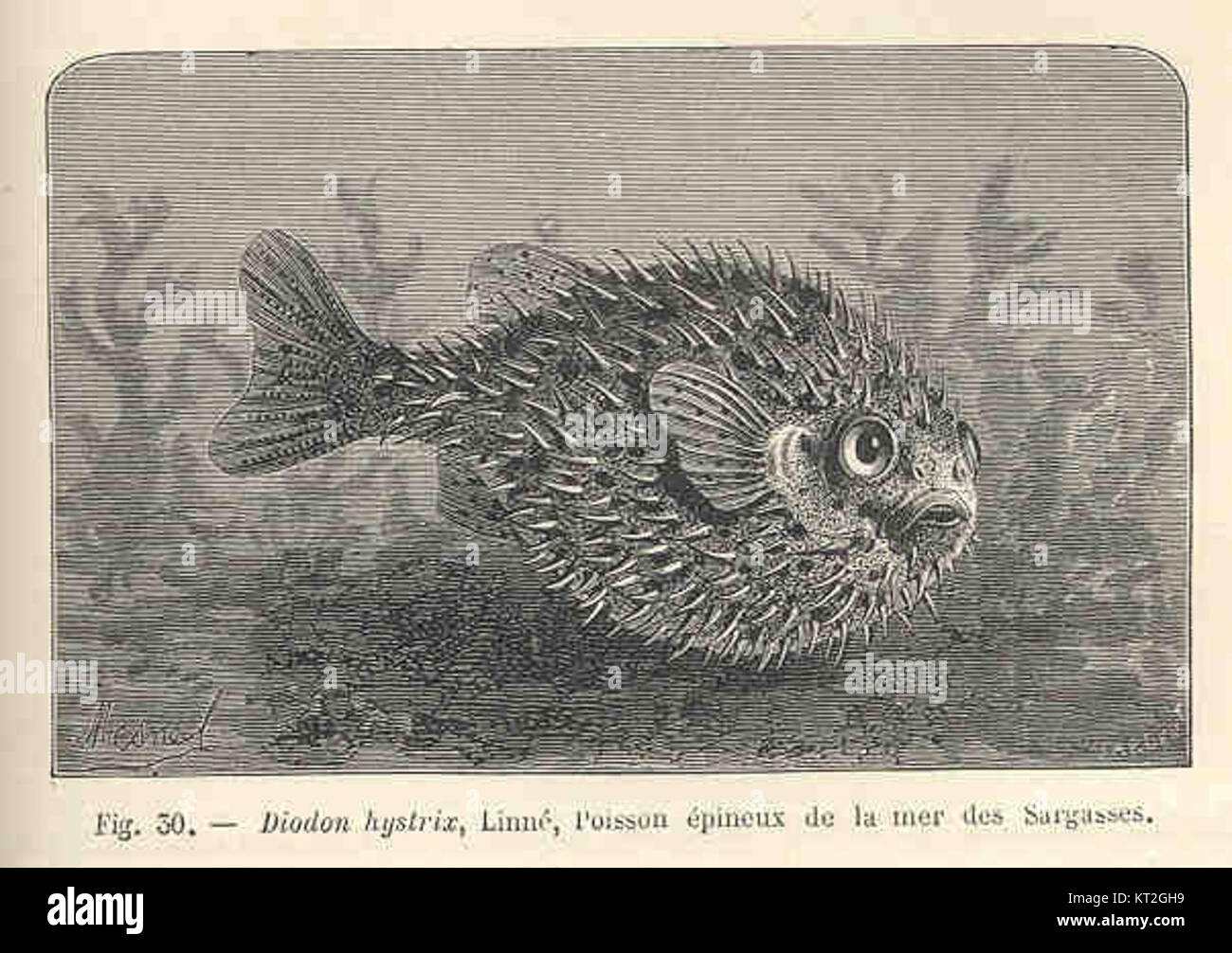 Diodon hystrix, commonly known as the porcupine fish, is a species ...