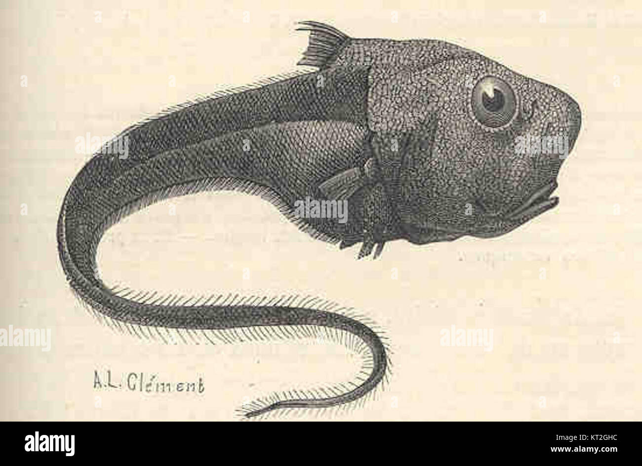 Deep sea fish species hi-res stock photography and images - Alamy
