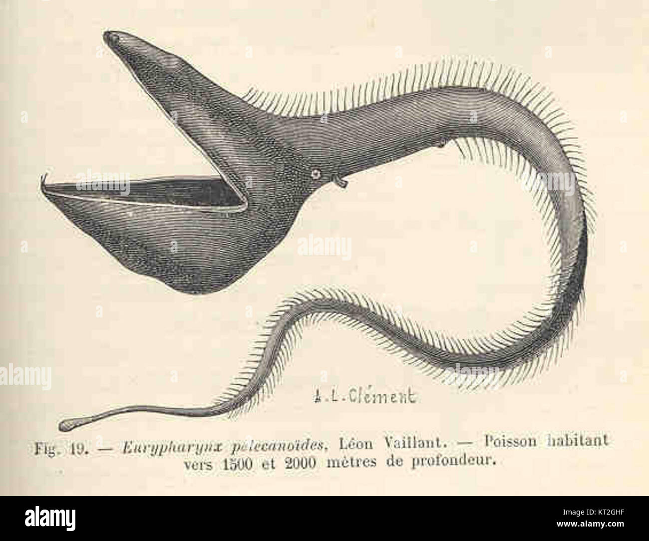 Pelican eel or eurypharynx pelecanoides hi-res stock photography and ...