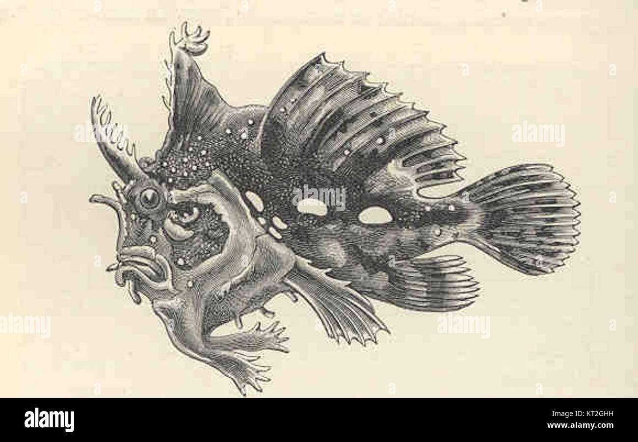 Illustration of Antennarius marmoratus, commonly known as the ...