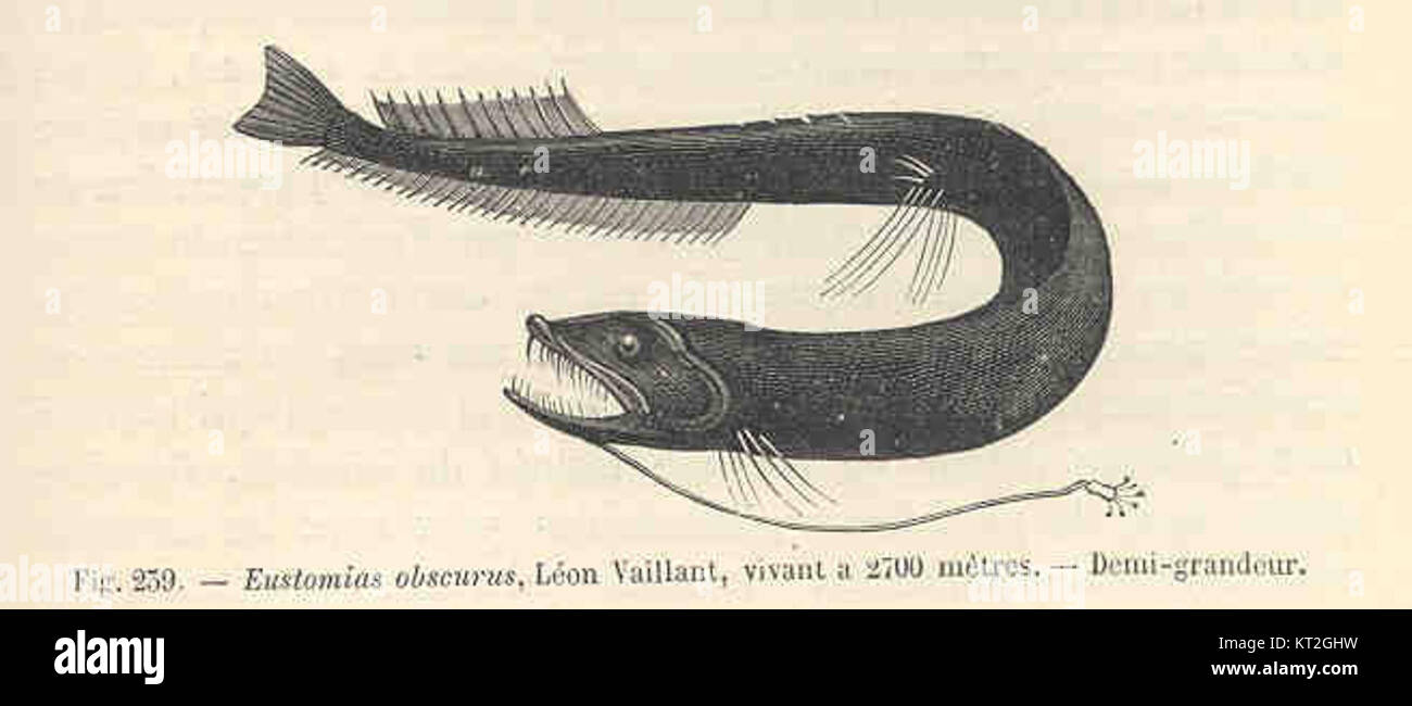 A scientific image of the deep-sea fish Eustomias obscurus, taken by ...