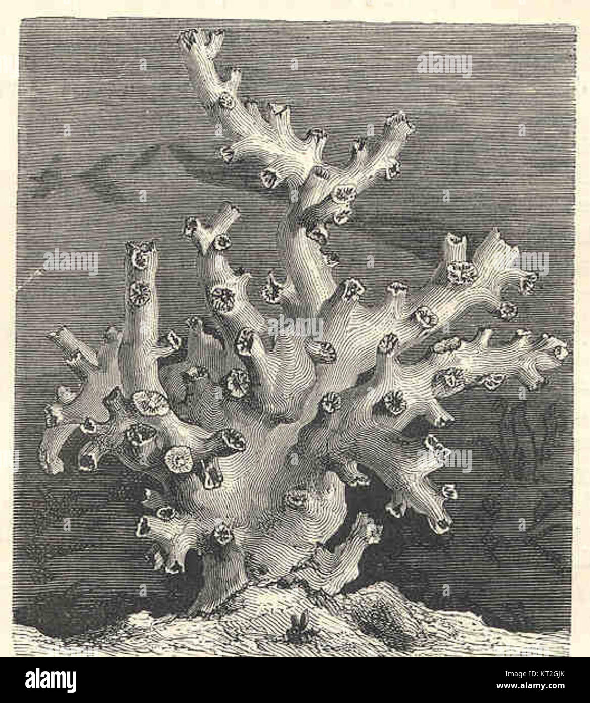 34620 Polypier aborescent la Dendrophyllia ramea H Milne Edwards do Nos ...