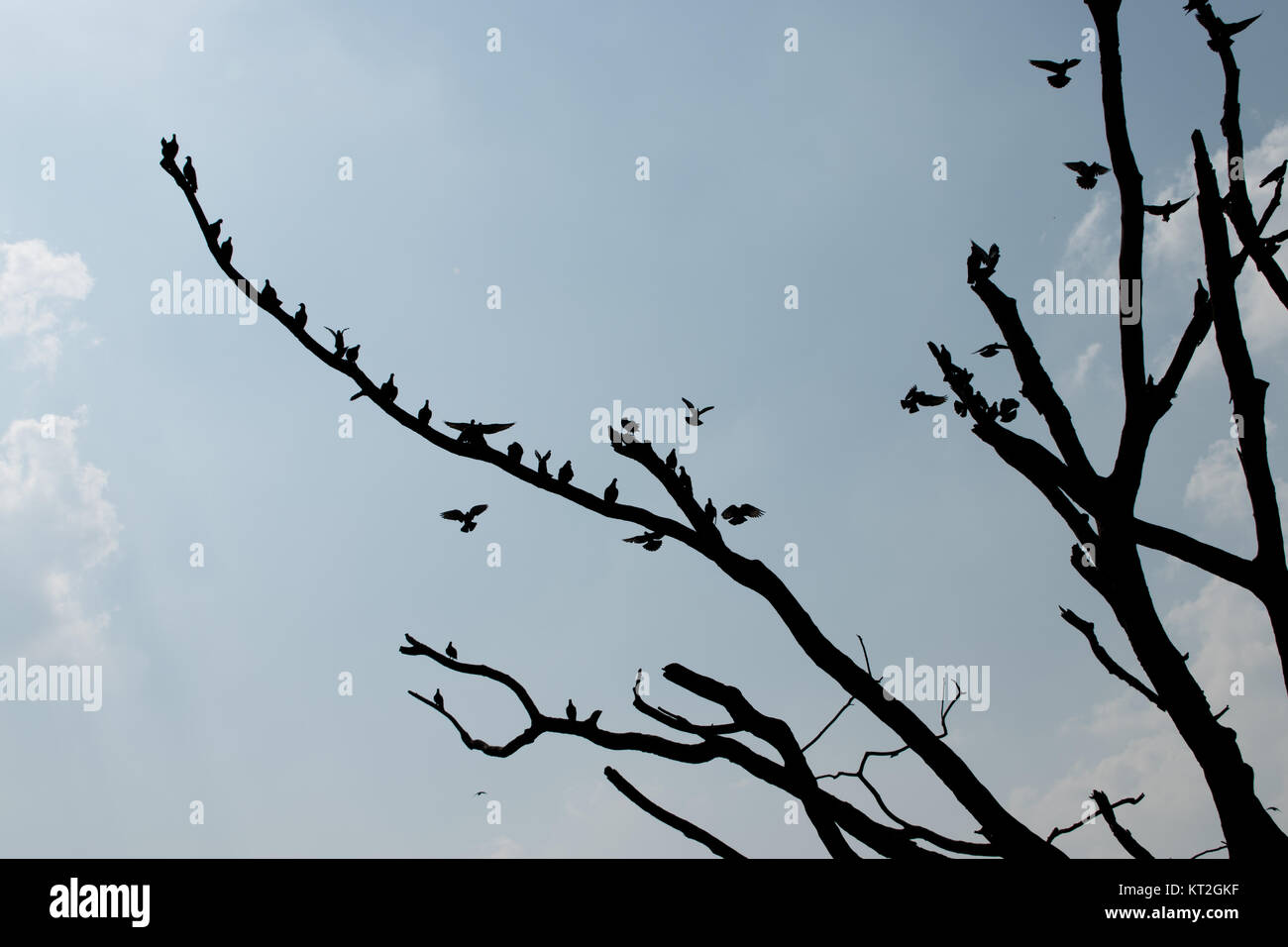 Line pigeons on tree hi-res stock photography and images - Alamy