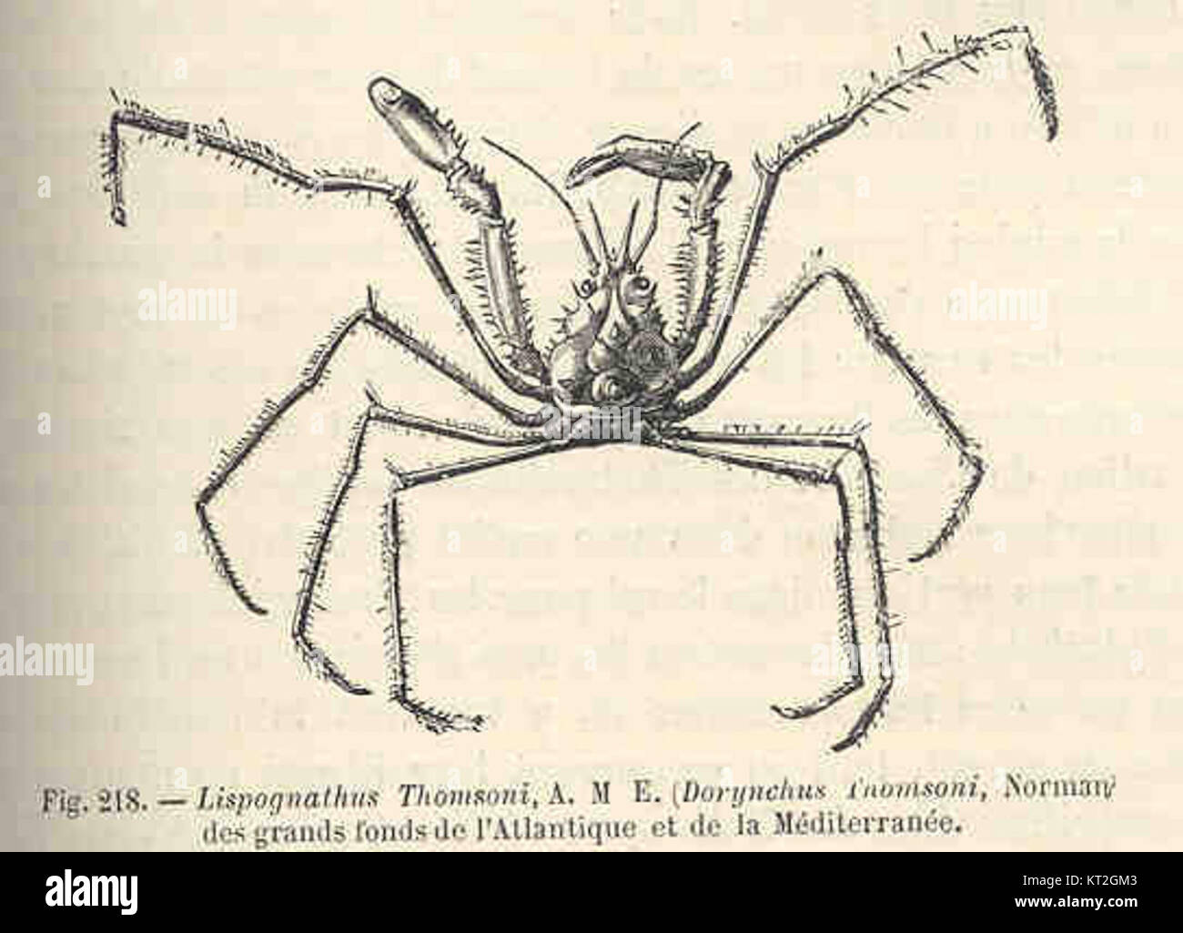 Specimen 34636, identified as Lispognathus thomsoni, a species of deep ...