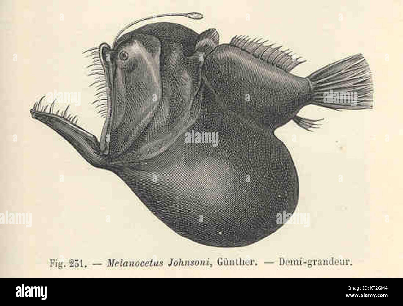 Melanocetus hi-res stock photography and images - Alamy