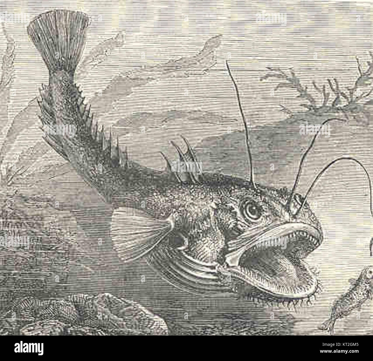 Baudroie commune hi-res stock photography and images - Alamy