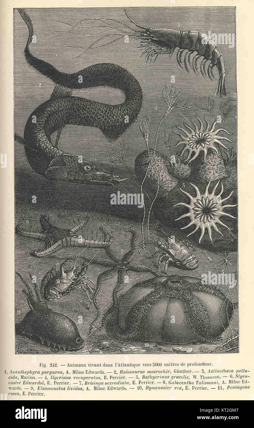 This image is a depiction of deep-sea creatures found in the Atlantic ...