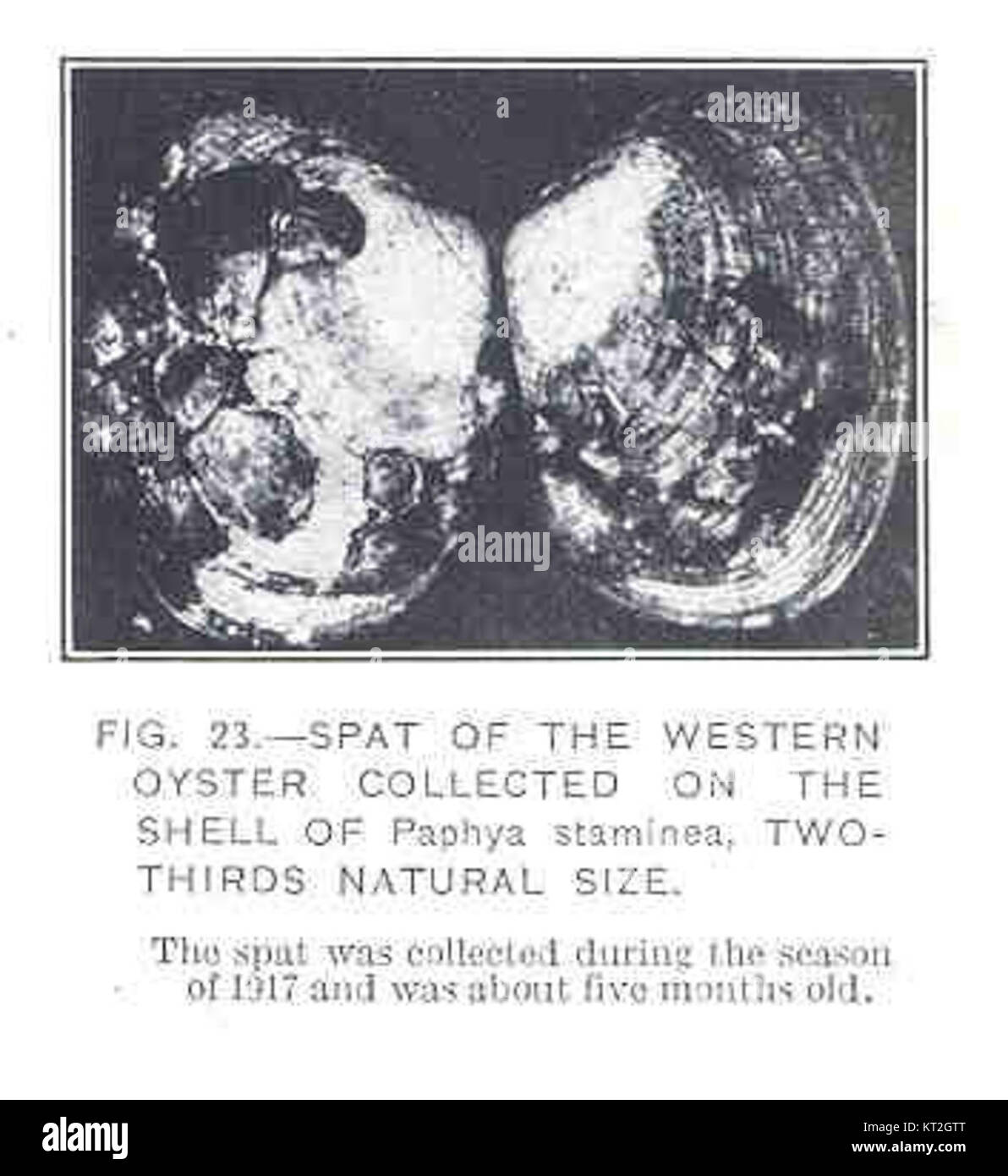 This specimen represents a spat of the Western Oyster (Crassostrea ...