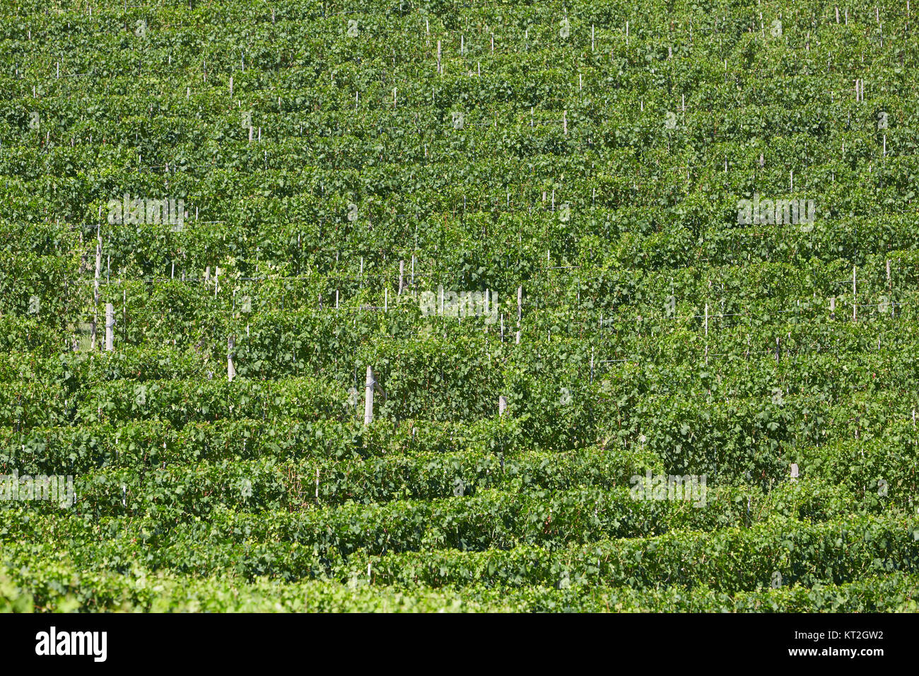 Green vineyards texture background Stock Photo - Alamy