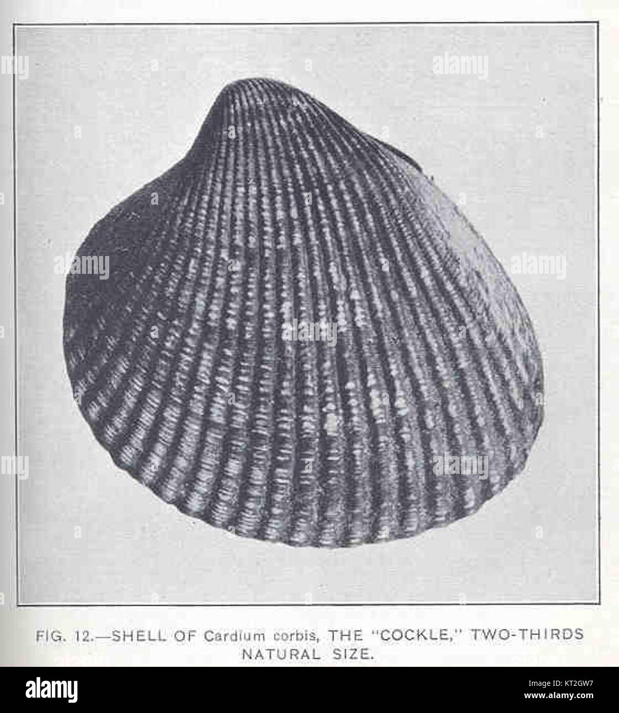 Type of cockle hi-res stock photography and images - Alamy