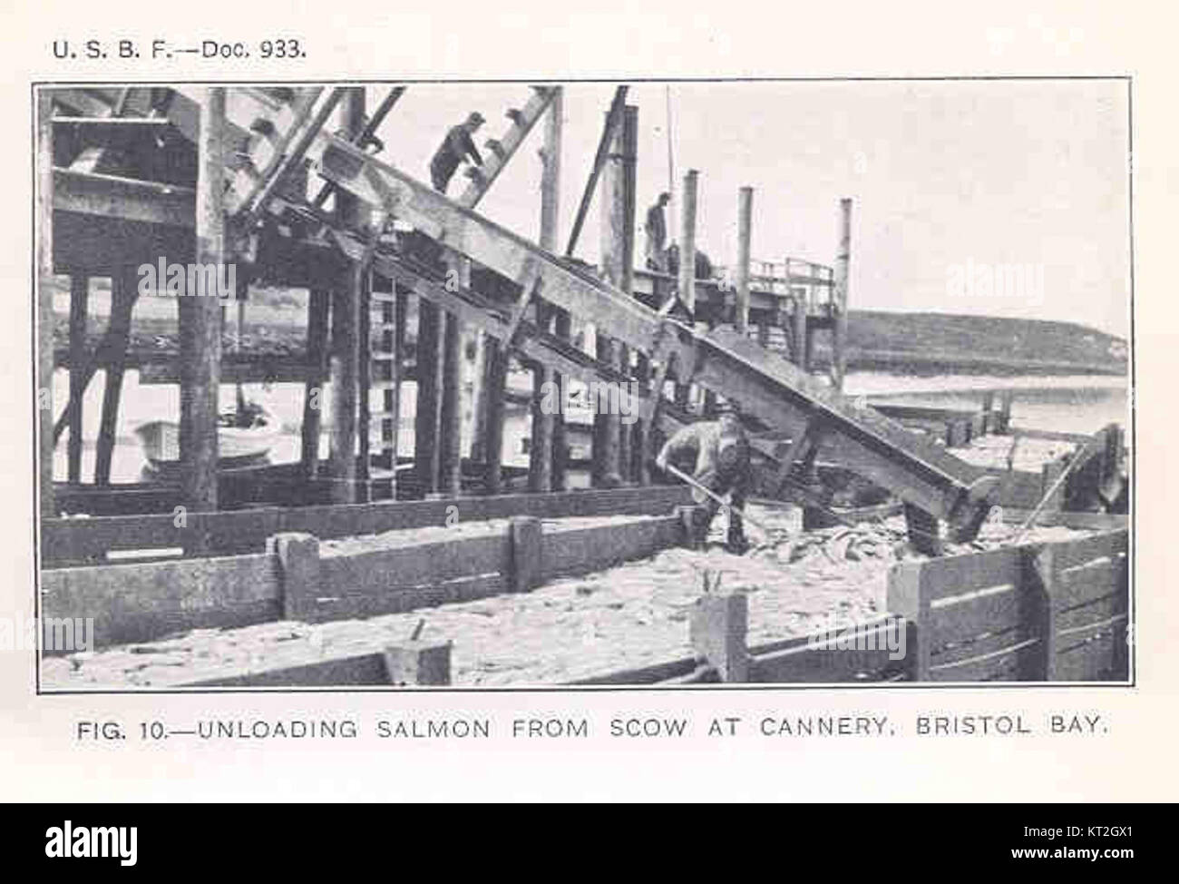This photograph depicts the unloading of salmon from a scow at a ...