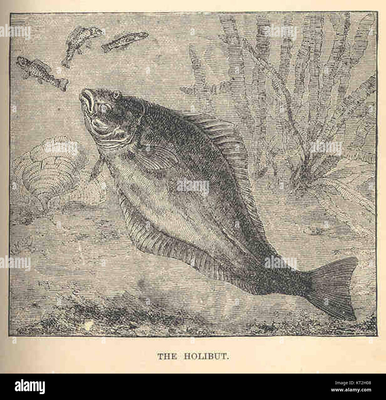 Holibut High Resolution Stock Photography and Images - Alamy