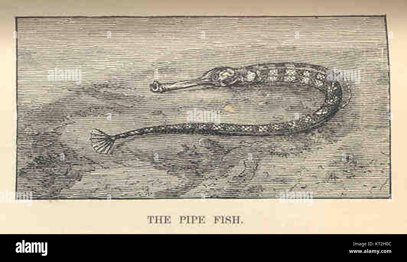 34822 Pipe Fish Stock Photo - Alamy