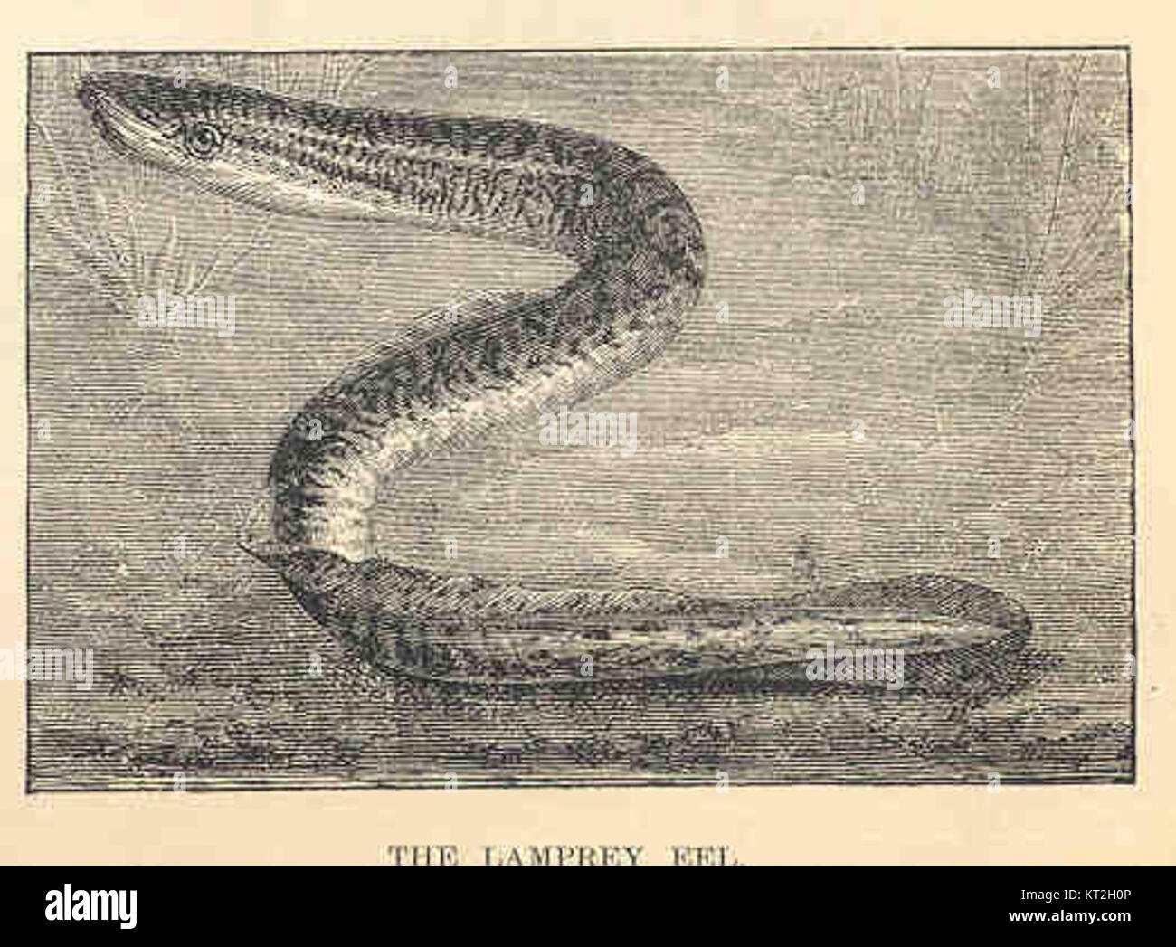 Lamprey eels are parasitic fish known for their distinctive, jawless ...