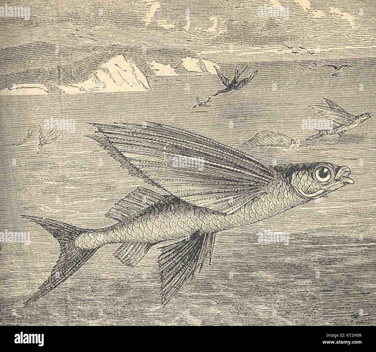 Flying fish are a species known for their ability to glide above the ...