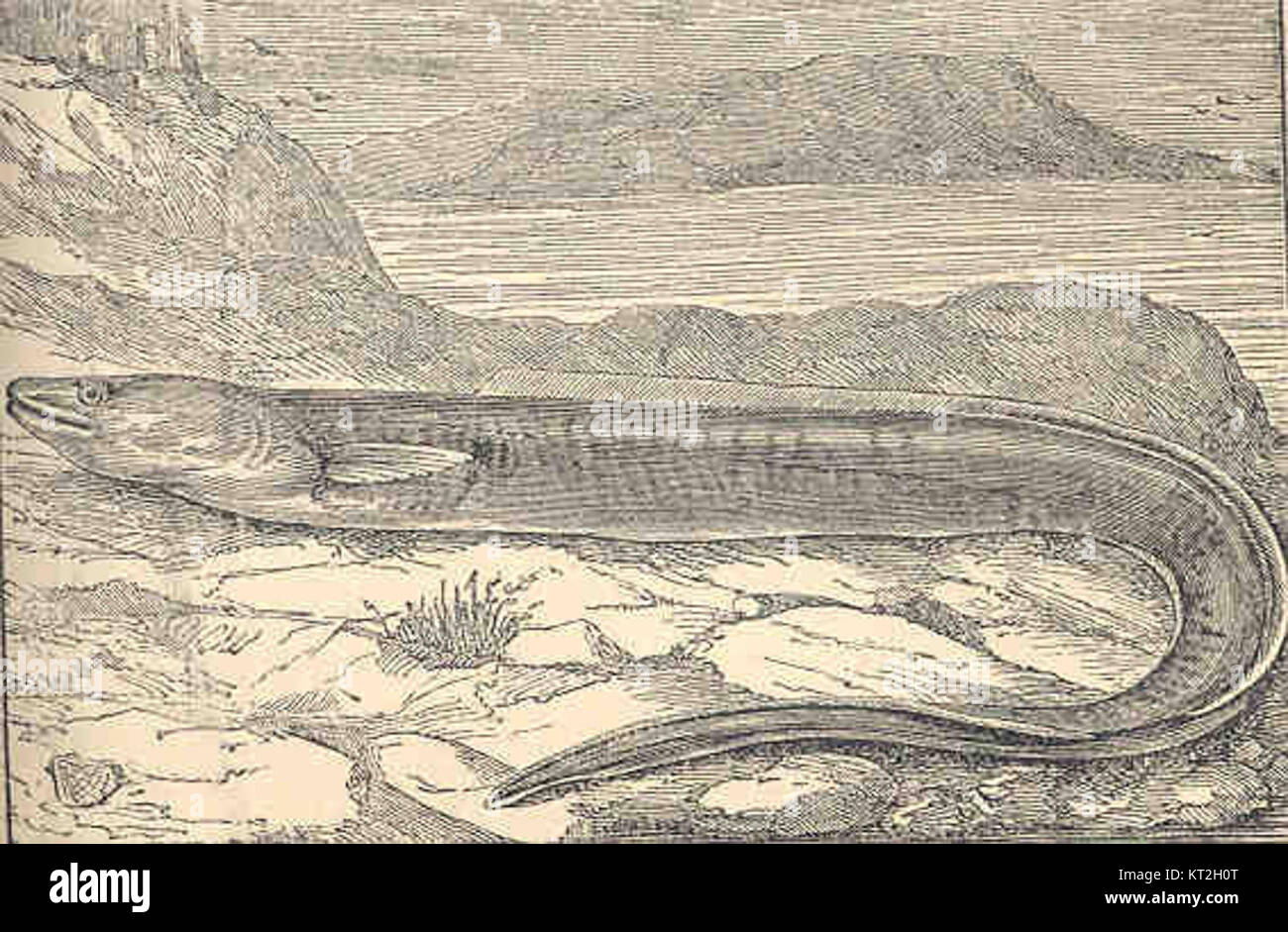 Common conger hi-res stock photography and images - Alamy