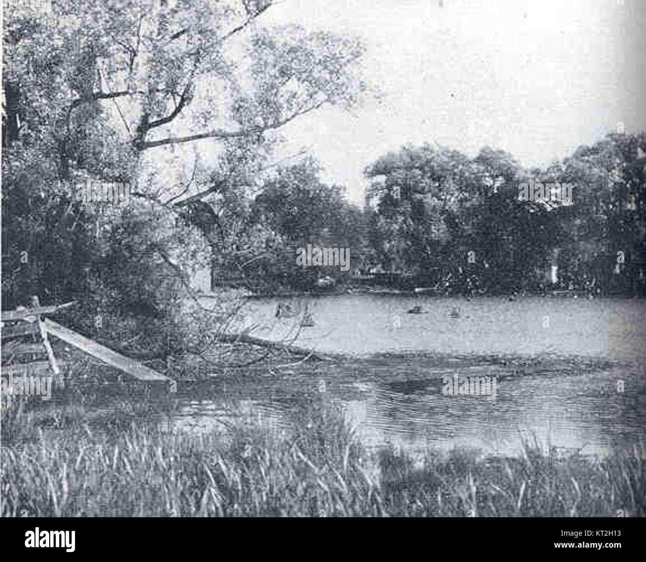 This photograph depicts the habitat of the bullfrog, located in a mill ...