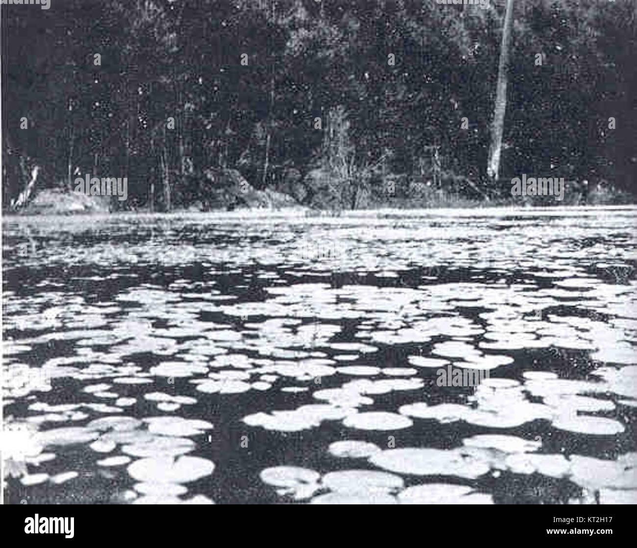Beaver pond frogs hi-res stock photography and images - Alamy