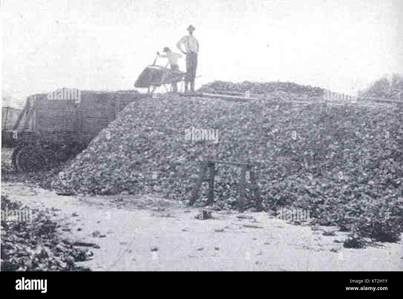 This photograph shows workers loading oyster shells into a vehicle for ...