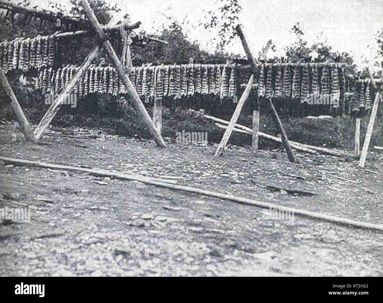 The Native Method of Curing Salmon from the Yukon River, documented as ...