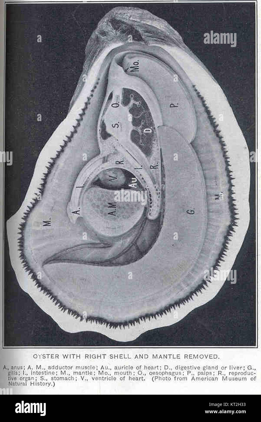This specimen showcases an oyster with its right shell and mantle ...