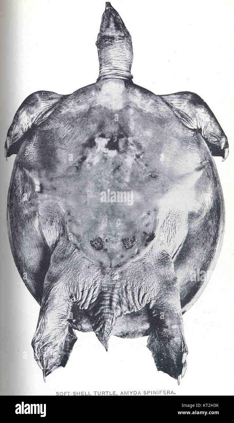 An illustration of the soft-shell turtle species Amyda spinifera ...