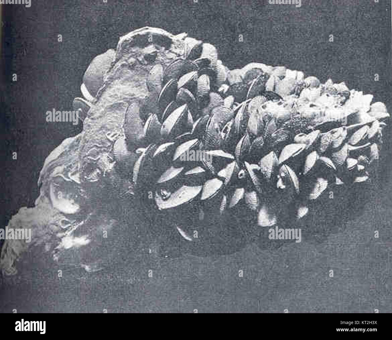 This image depicts a mass of mussels attached to oysters, highlighting ...