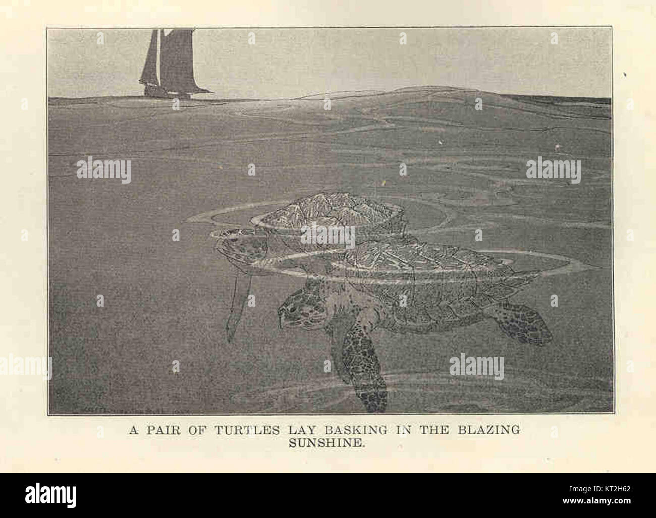 This image captures a pair of turtles basking in the sunshine, a common ...