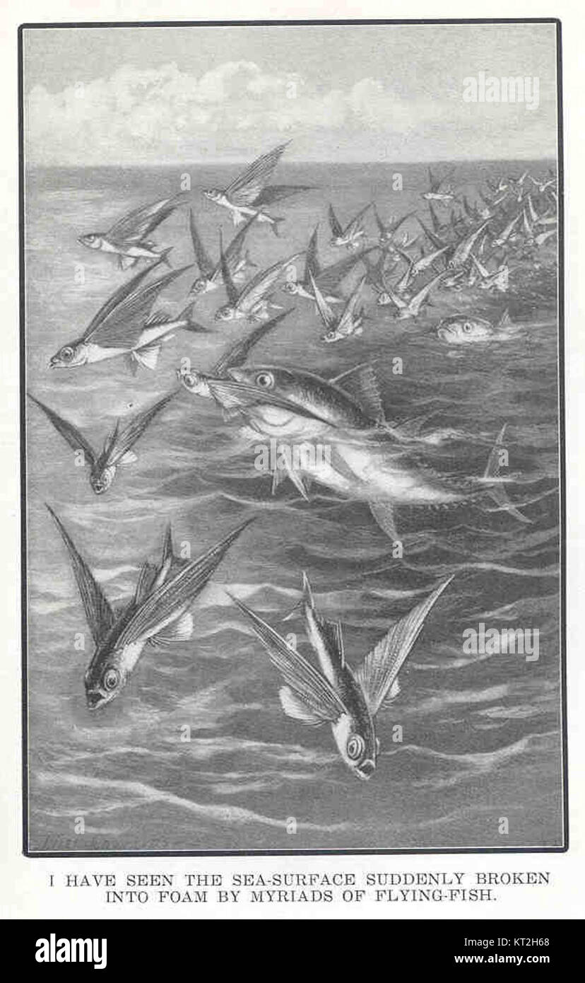 This description refers to the phenomenon of flying fish leaping from ...