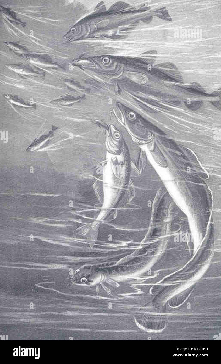 The cod and pollock are both species of fish, but the pollock is ...