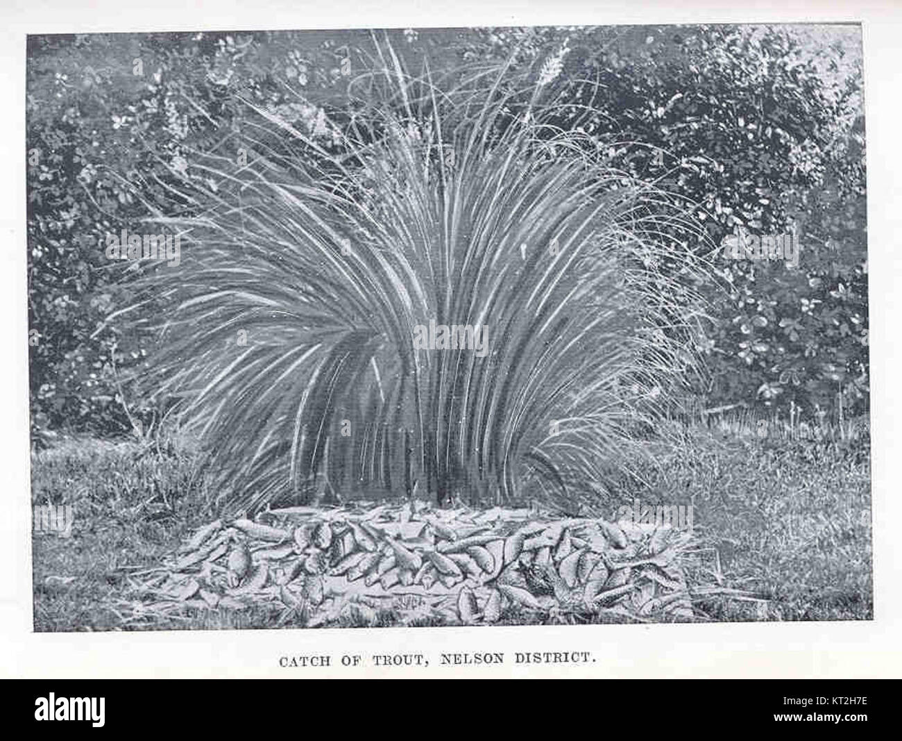 This image shows a successful catch of trout in the Nelson District ...