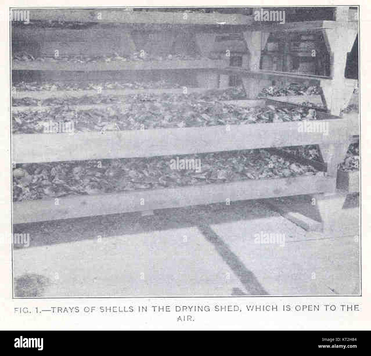 Trays of shells drying in an open shed, exposed to the air. This is ...